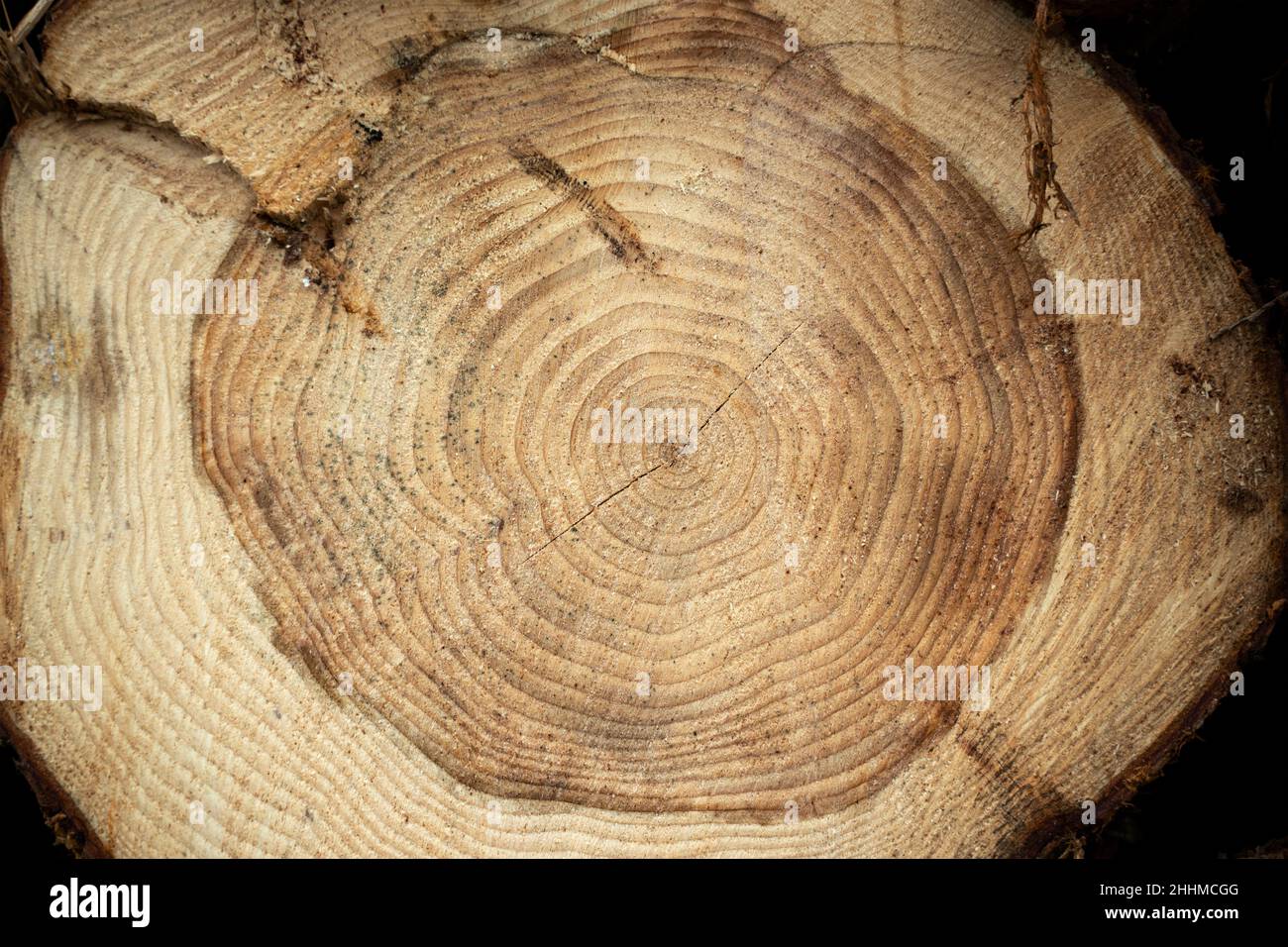 The annual growth rings of a fresh cut pine tree trunk. These rings ...