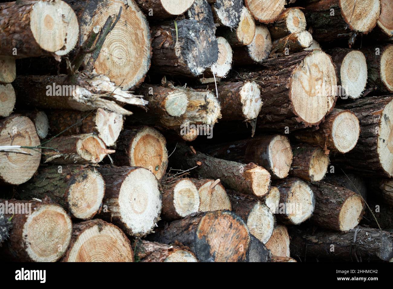 Freshly cut pine logs are stacked ready to be loaded for the saw-mill ...