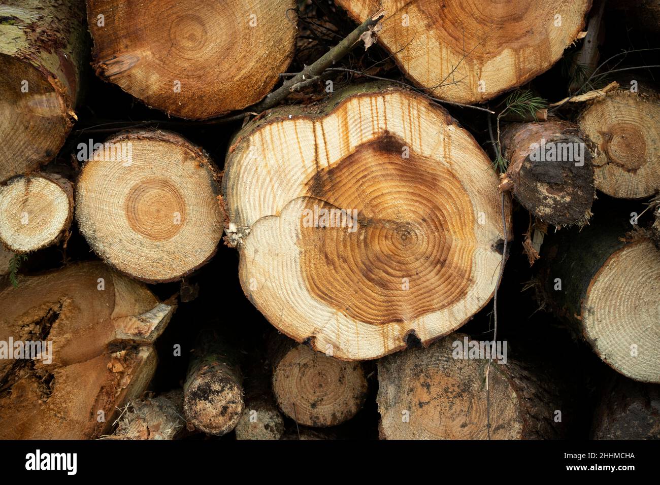 Freshly cut pine logs are stacked ready to be loaded for the saw-mill ...