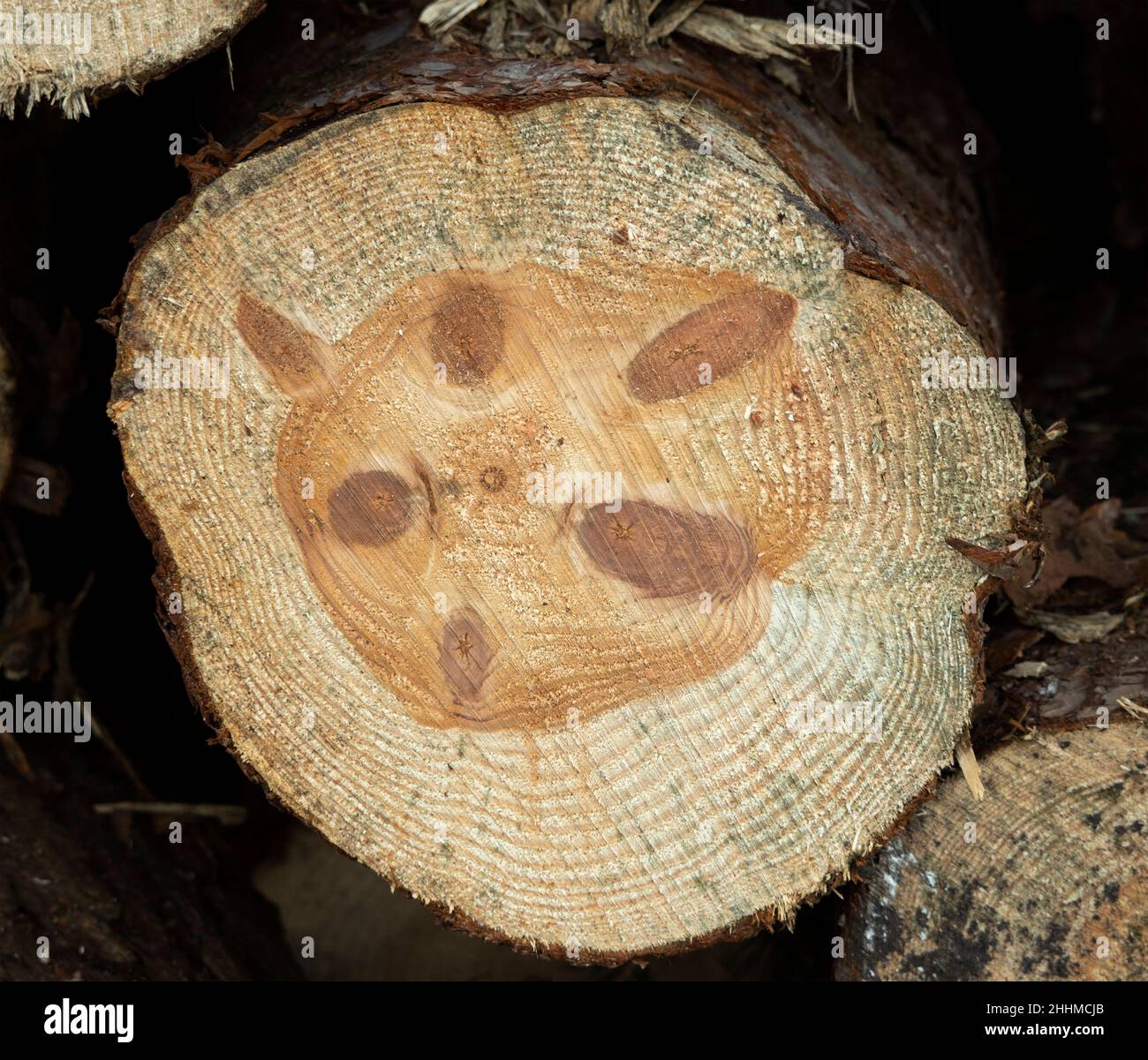 The annual growth rings of a fresh cut pine tree trunk. These rings ...