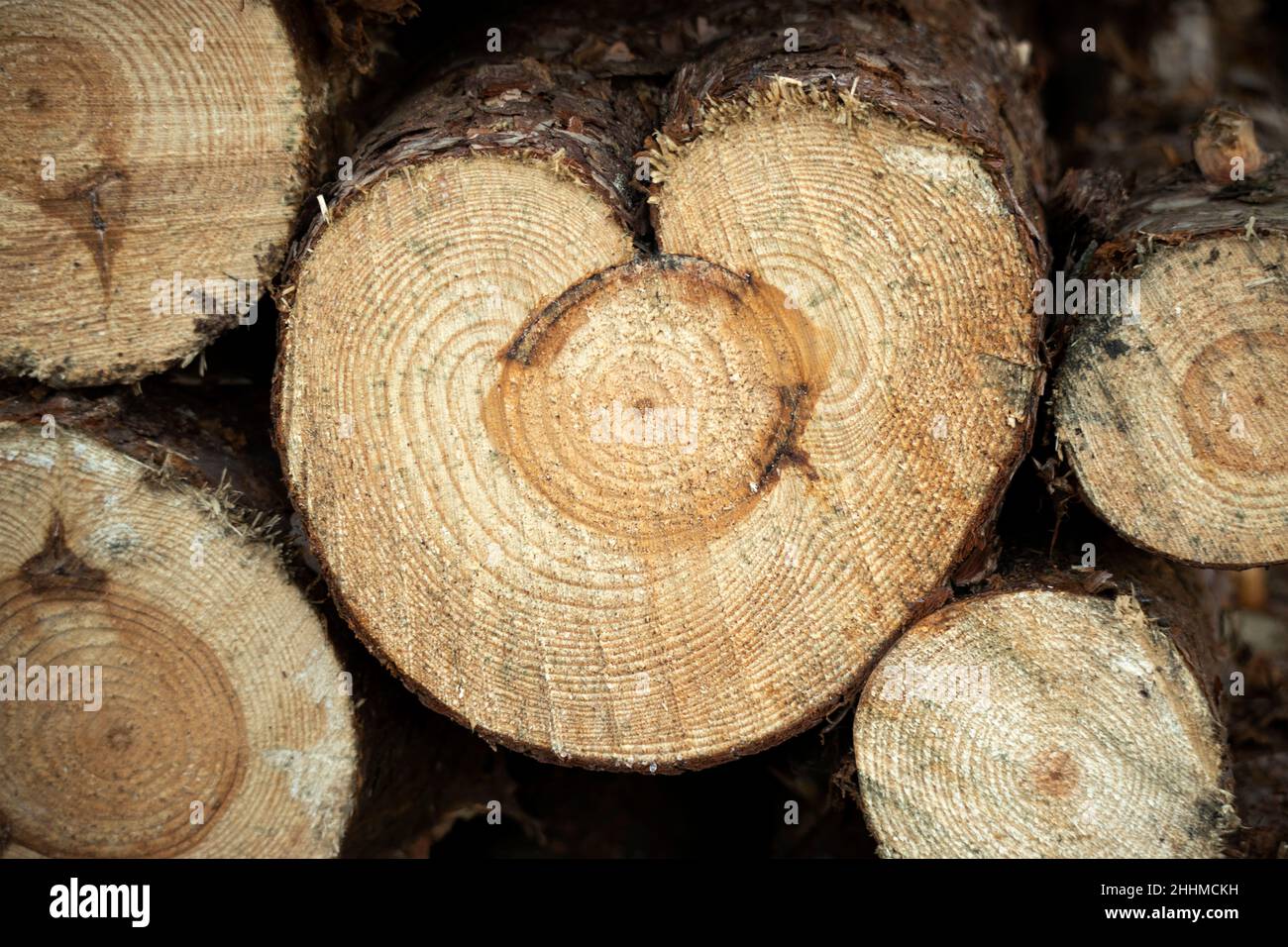 The annual growth rings of a fresh cut pine tree trunk. These rings ...