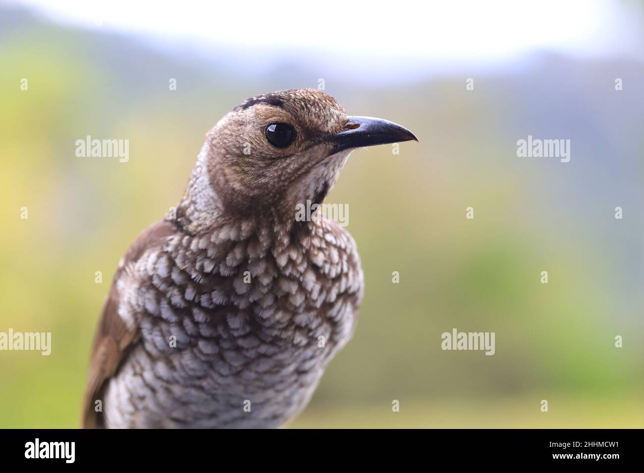Female bowerbird hi-res stock photography and images - Alamy