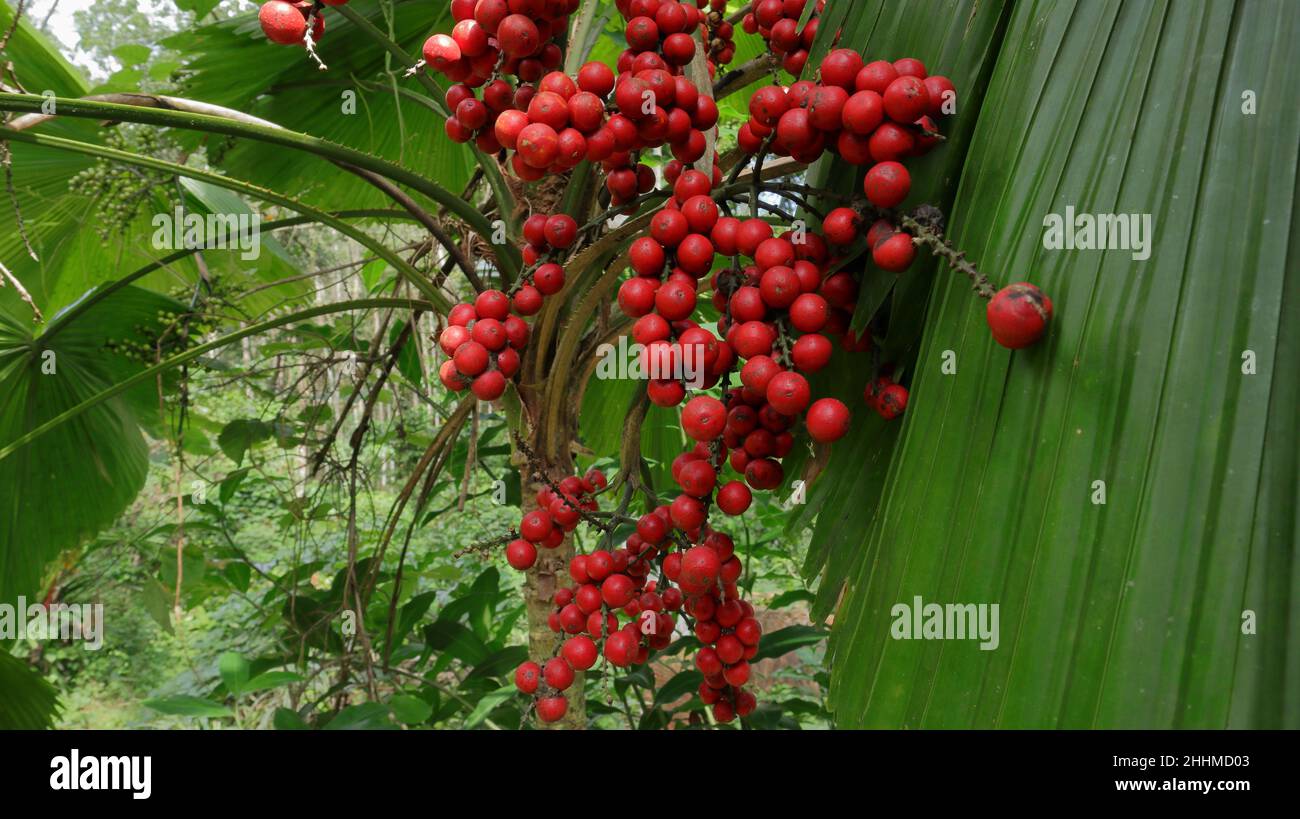 Close up of a ripen fruit cluster of ruffled fan palm plant (Licuala ...