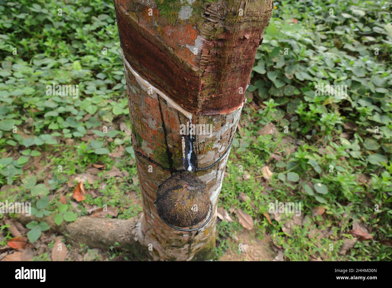 A Rubber tree trunk with a milk collecting bowl view from the up Stock ...