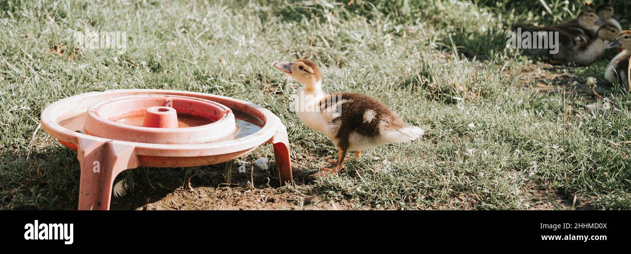 grown up little duckling musk or indo duck on farm on grass and ...