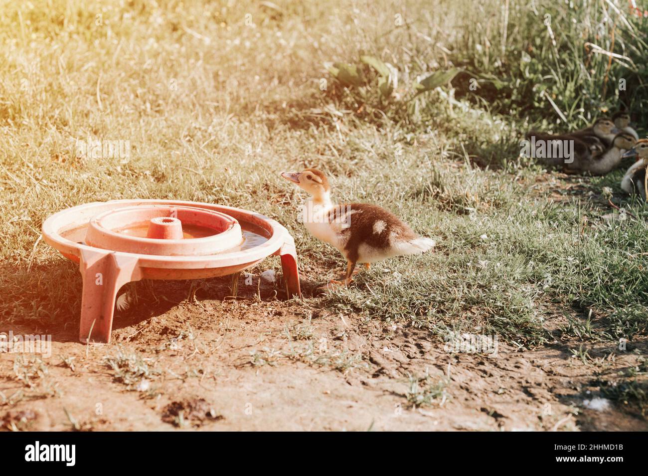 grown up little duckling musk or indo duck on farm on grass and ...