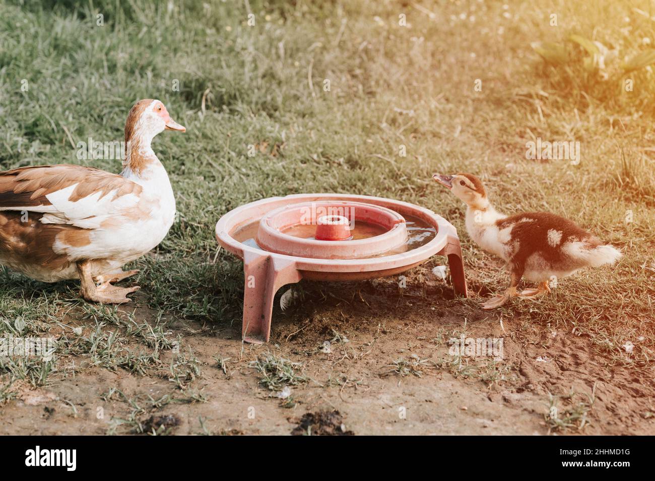 musk or indo duck and grown up duckling on a farm on grass and drinking ...