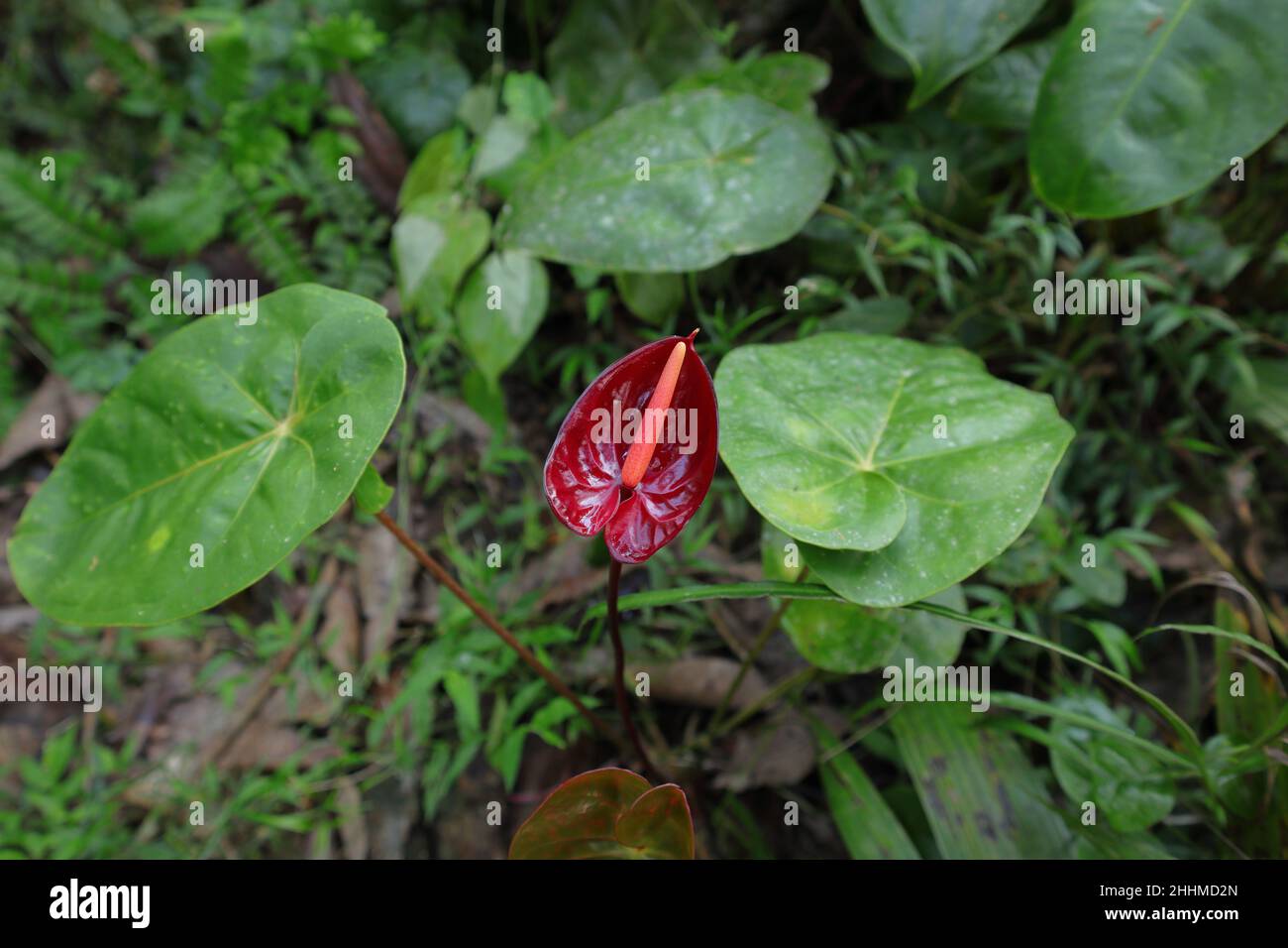 Anthurium home plant in hi-res stock photography and images - Alamy
