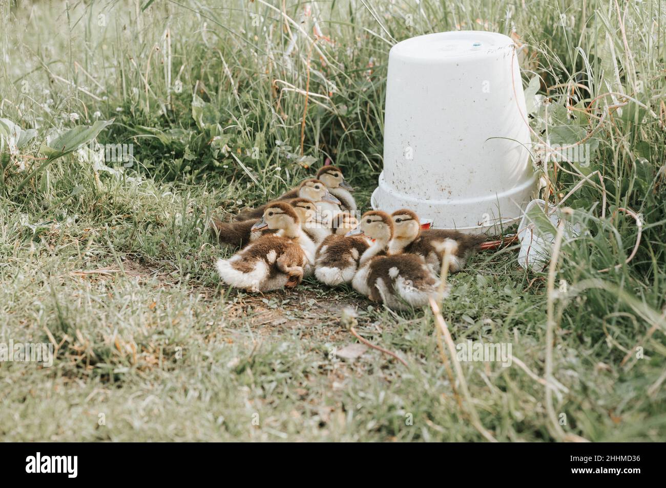 grown up little ducklings musk or indo duck on farm in nature on grass ...