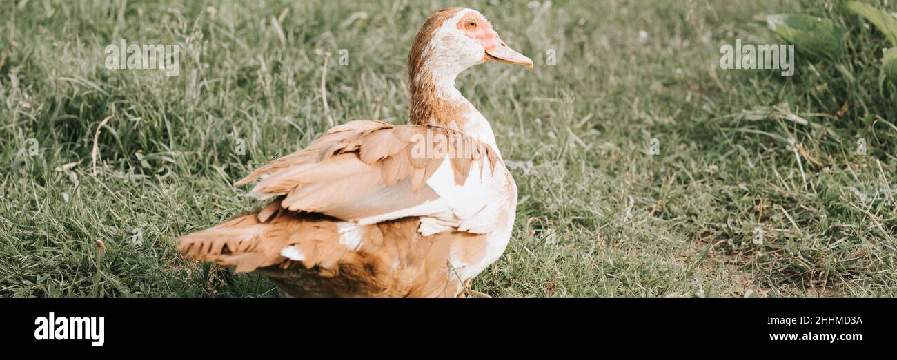 musk or indo duck on a farm in nature outdoor on grass. breeding of ...