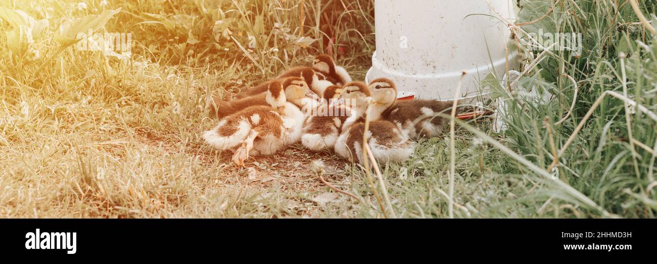 grown up little ducklings musk or indo duck on farm grass and drinking ...