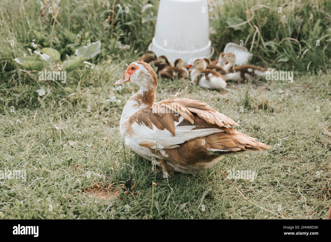 musk or indo duck and grown up ducklings on a farm in nature on grass ...
