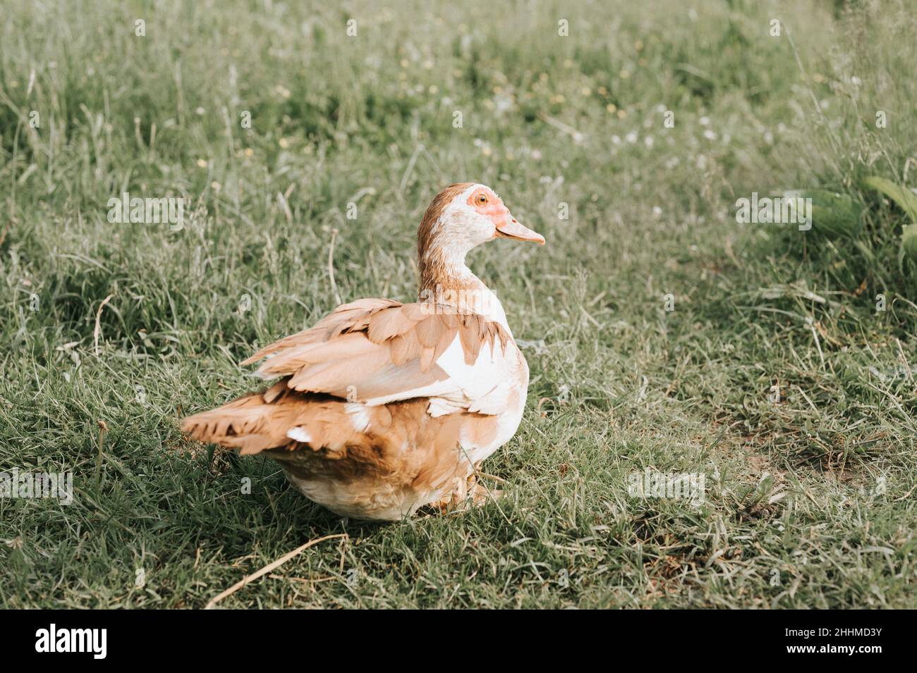 musk or indo duck on a farm in nature outdoor on grass. breeding of ...