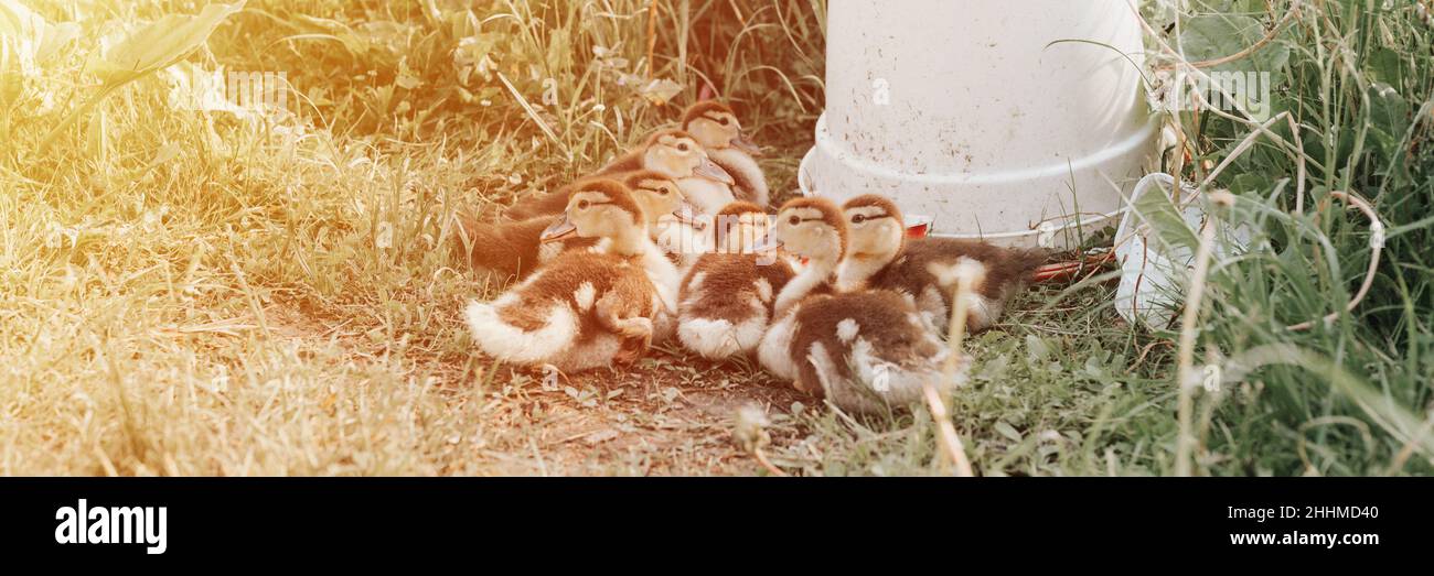 grown up little ducklings musk or indo duck on farm grass and drinking ...
