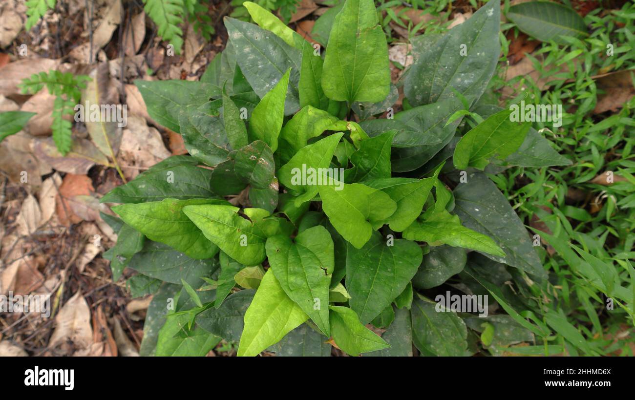 Overhead view of a Trichopus zeylanicus plant (in Sri Lanka it is ...