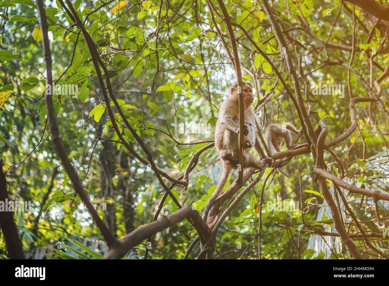 Monkey hanging on liana in hi-res stock photography and images - Alamy