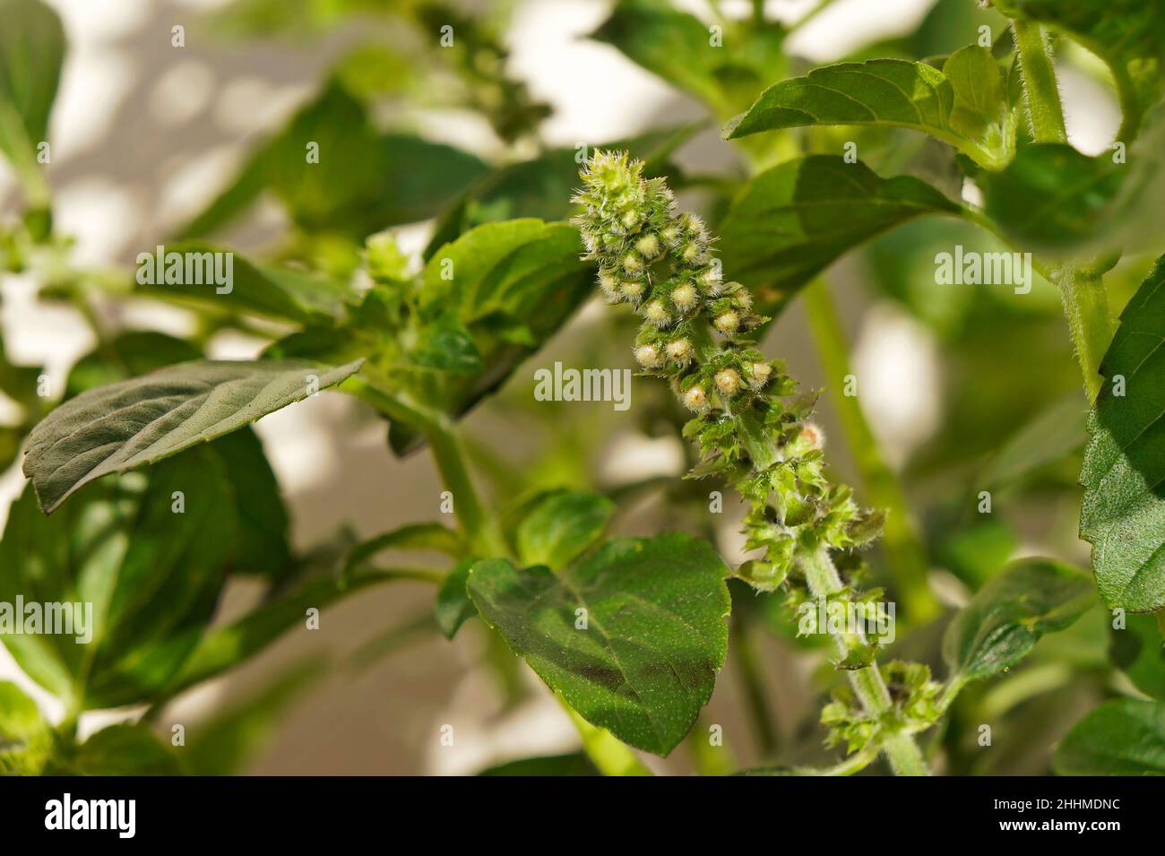 Garden basil hi-res stock photography and images - Alamy