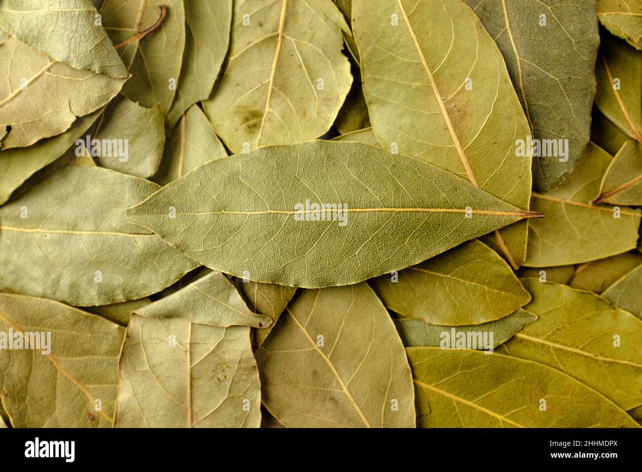 Bay leaves on a white background Stock Photo - Alamy