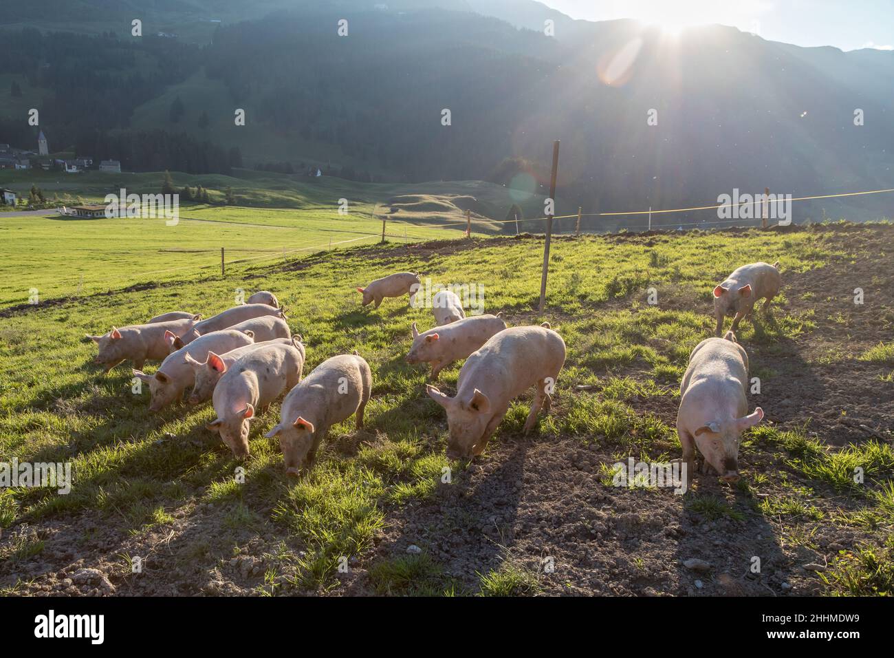 Pig farming in nature hi-res stock photography and images - Alamy