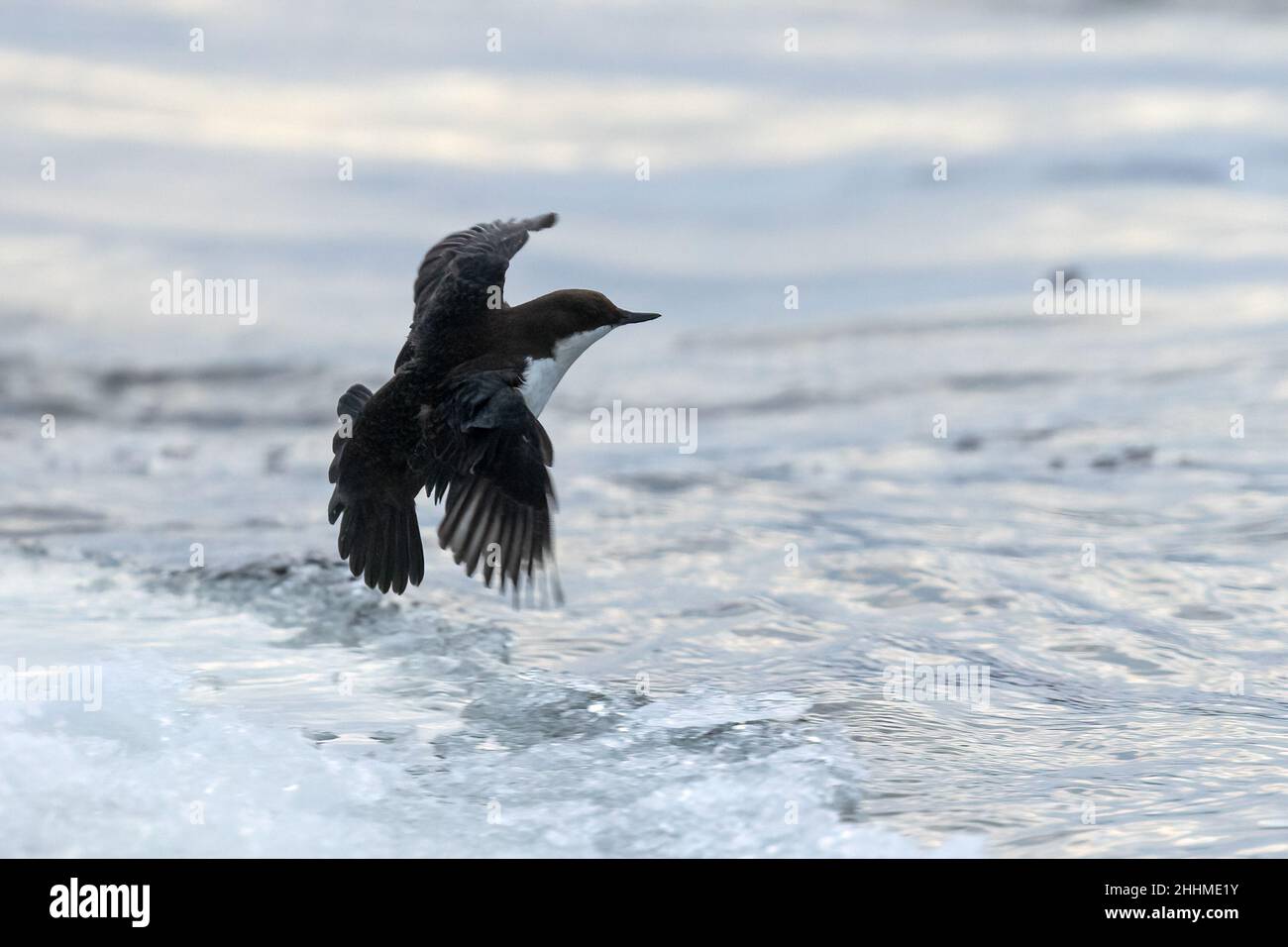 Flying dipper hi-res stock photography and images - Alamy