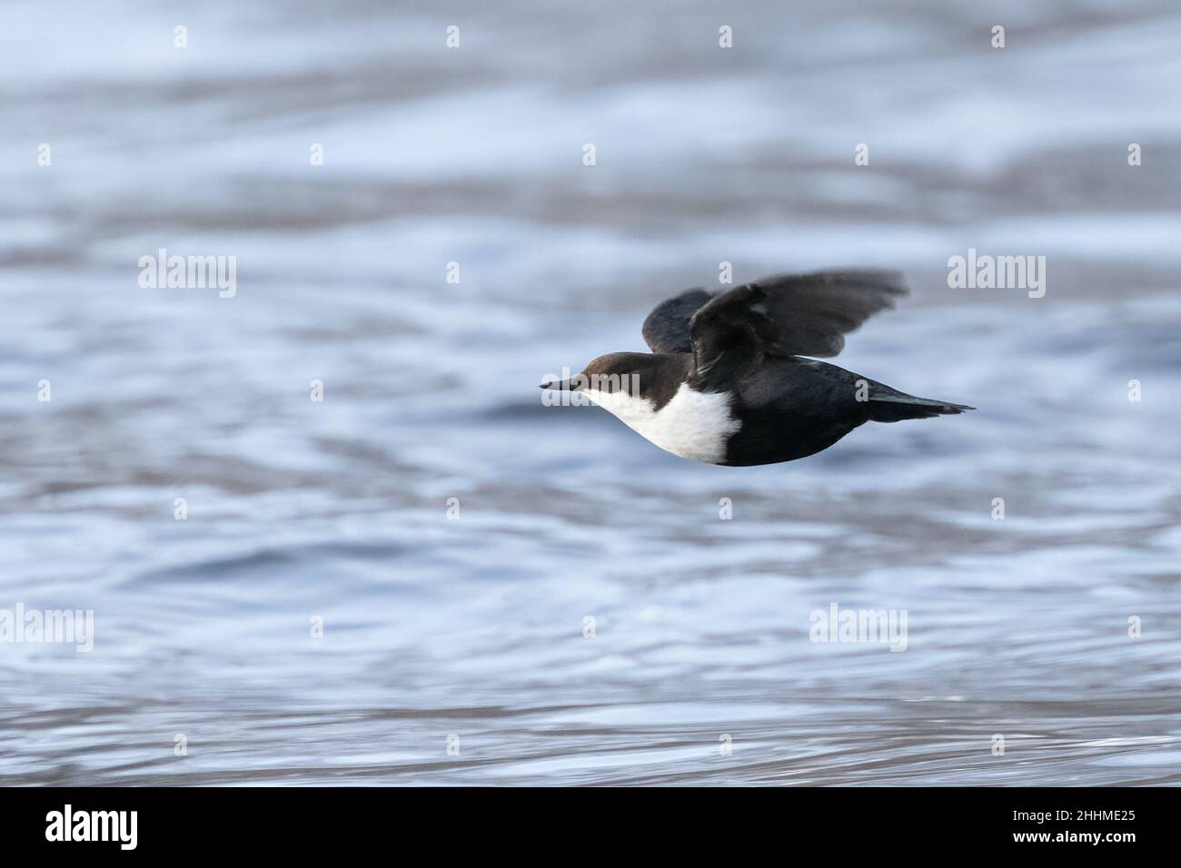 Dipper flying hi-res stock photography and images - Alamy
