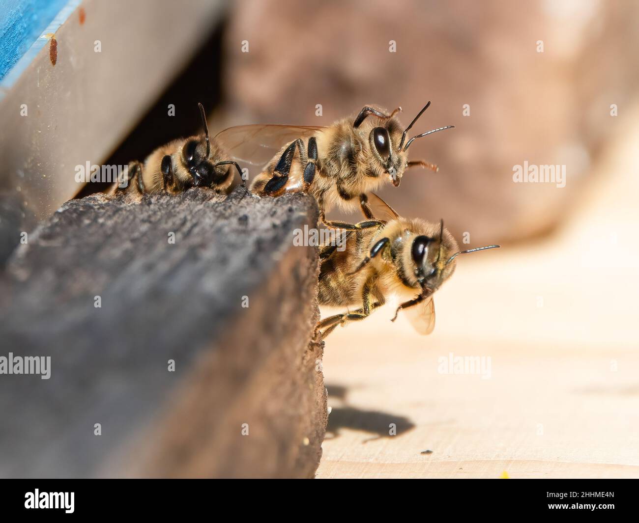 Honey_bees hi-res stock photography and images - Alamy