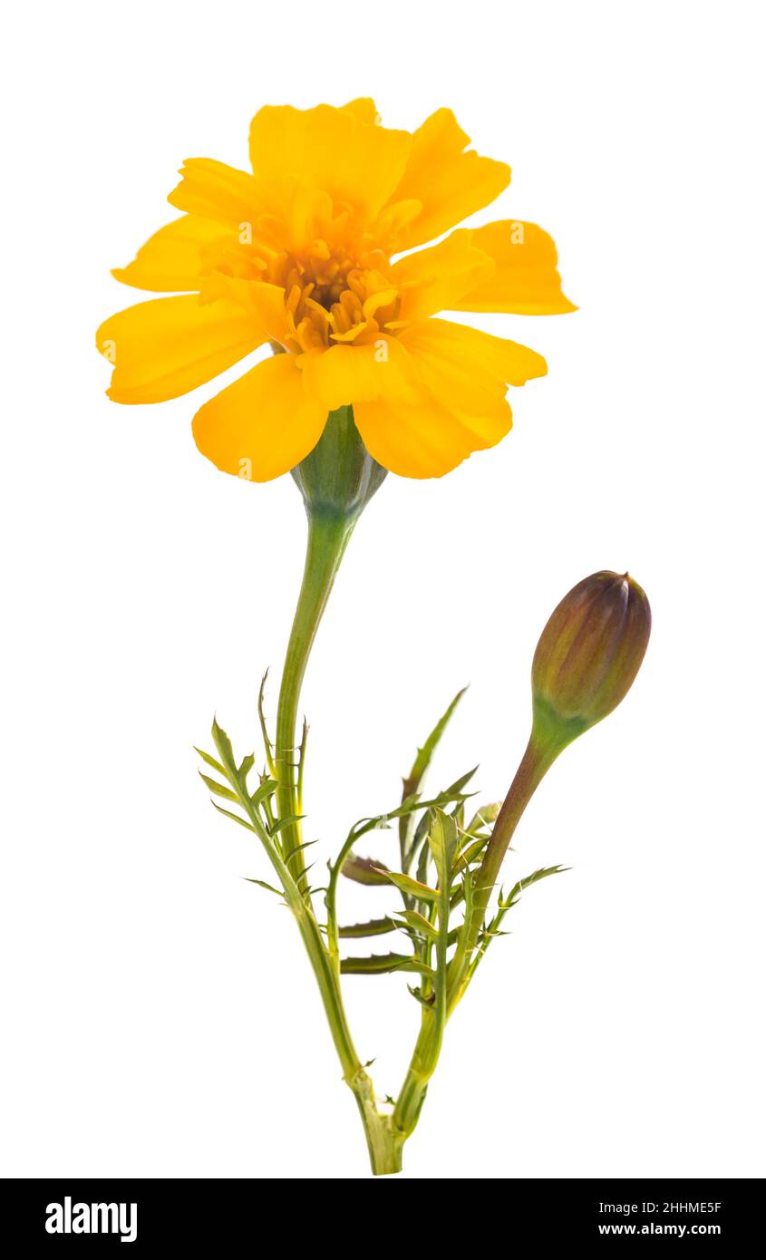 Yellow tagetes flower isolated on white background Stock Photo - Alamy