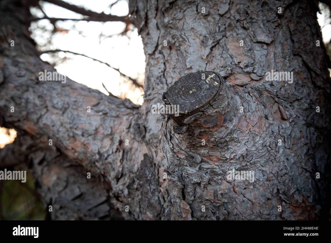 Tree bark texture. A cut tree branch Stock Photo - Alamy