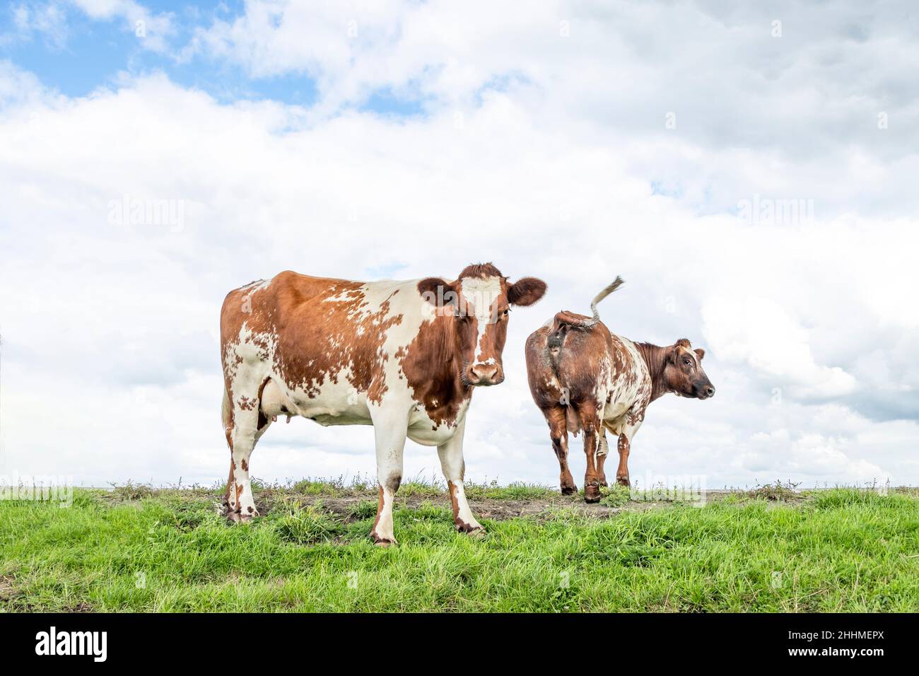 Cattle faraway hi-res stock photography and images - Alamy