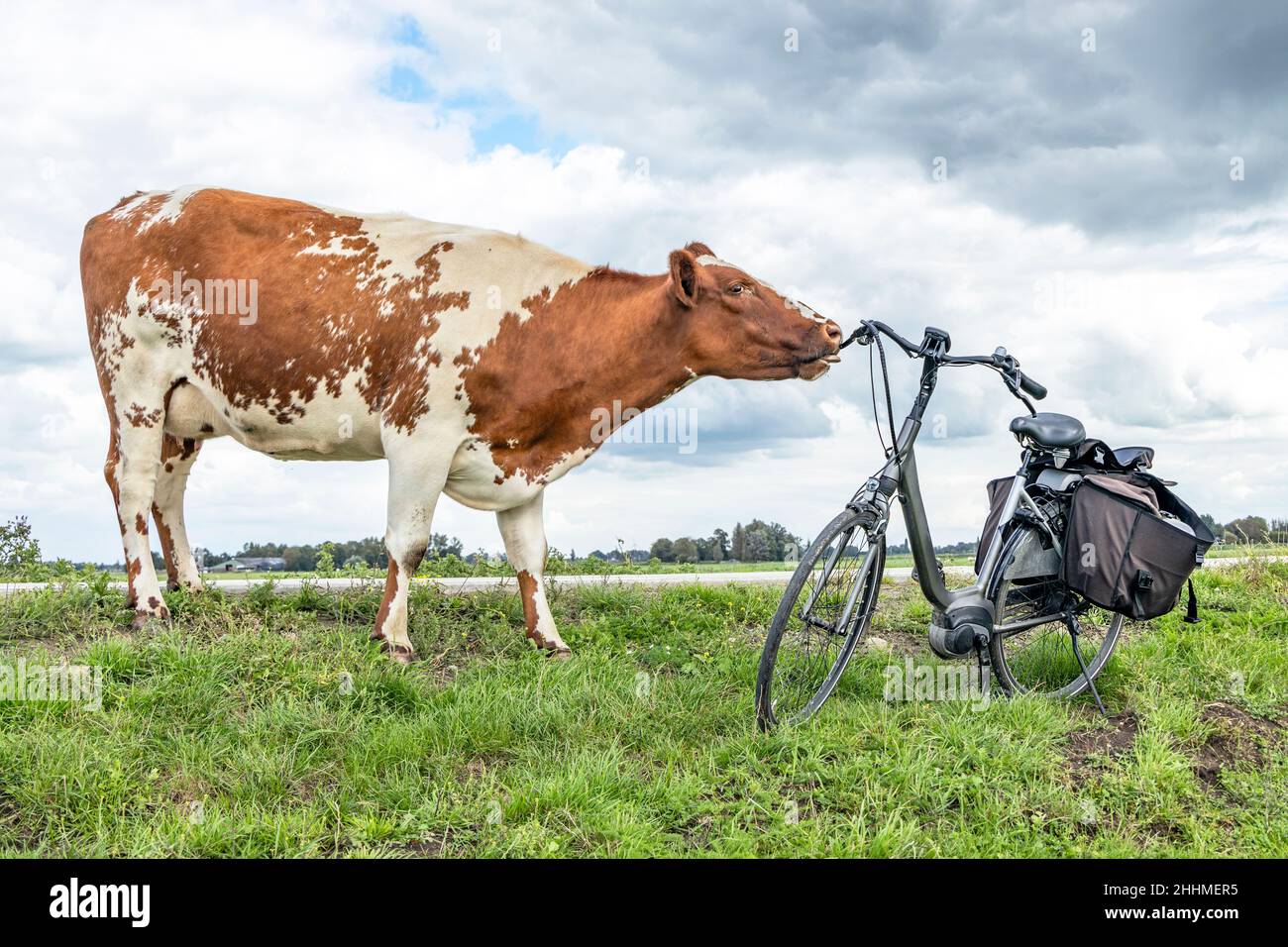 Cow Riding A Bike