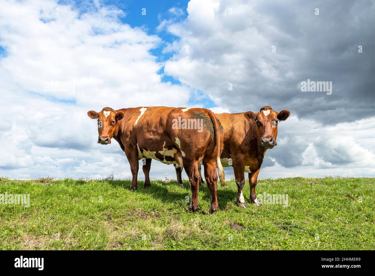 Two beef cows, meat and dairy cattle, dual purpose looking side by side ...