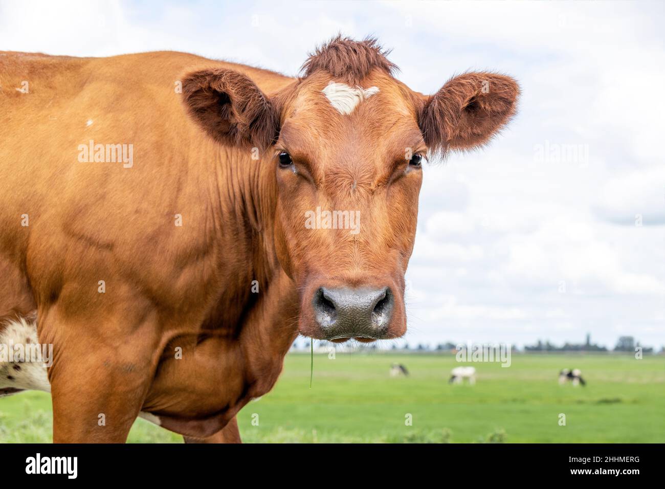 Cow headshot red with black nose and calm friendly expression and pale ...