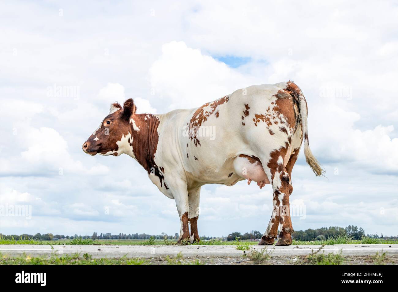 Cow dual purpose, dairy and beef in the Netherlands, standing on a path ...