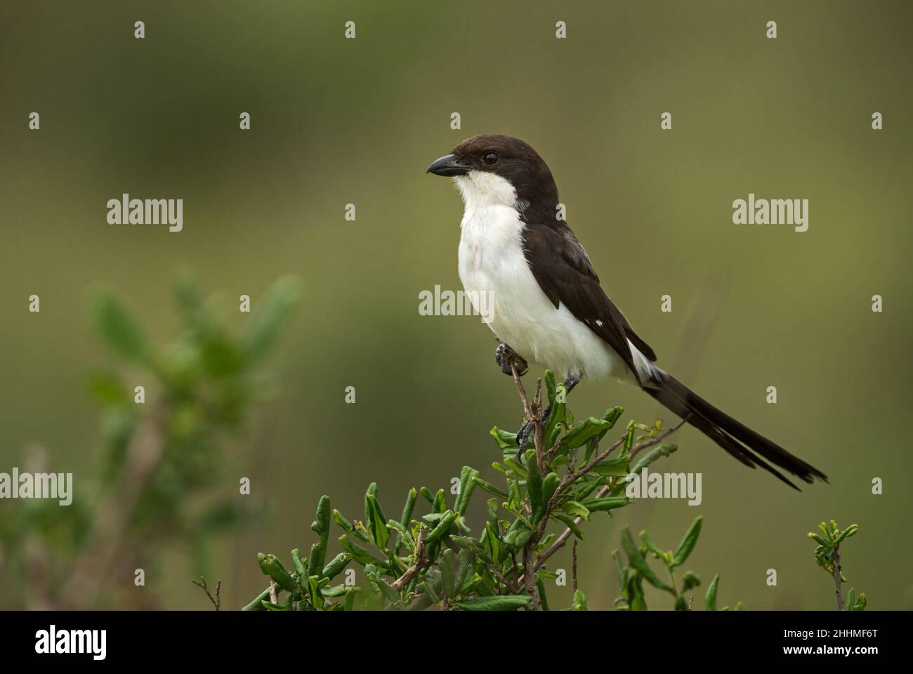 Long-tailed Fiscal - Lanius cabanisi, beautiful black and white shrike ...