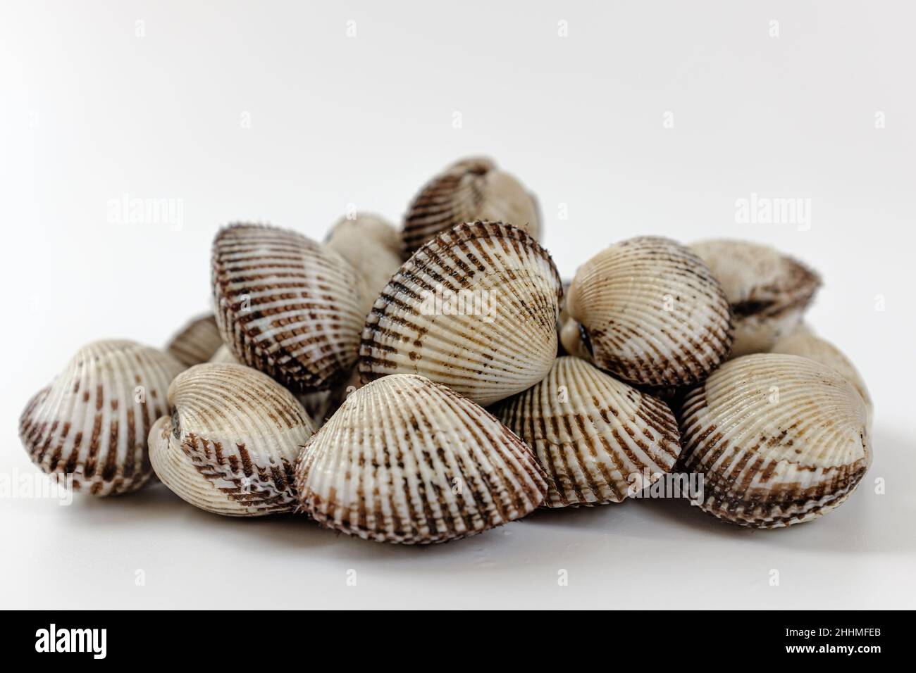cockle on a white background Stock Photo - Alamy