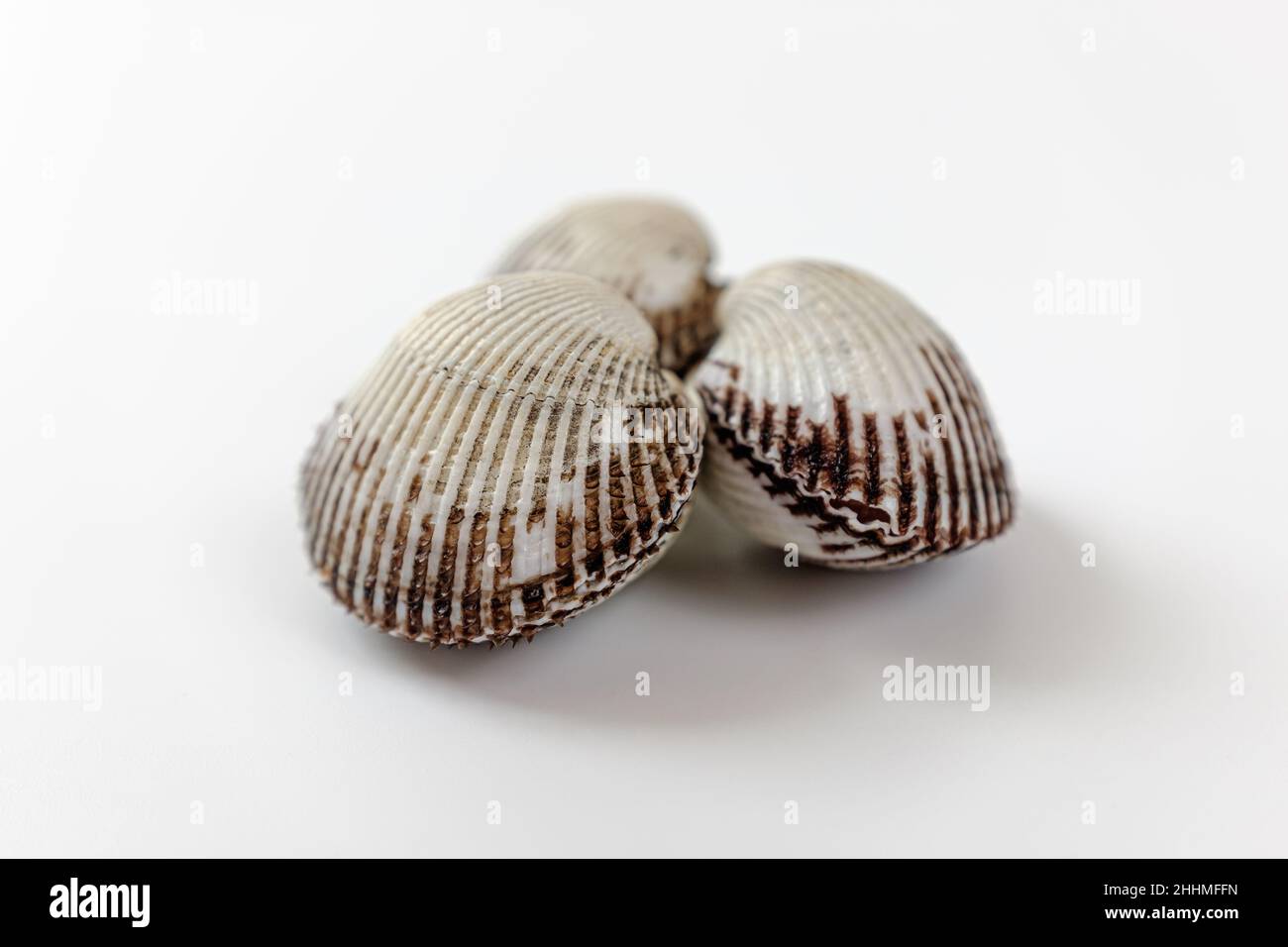 cockle on a white background Stock Photo - Alamy