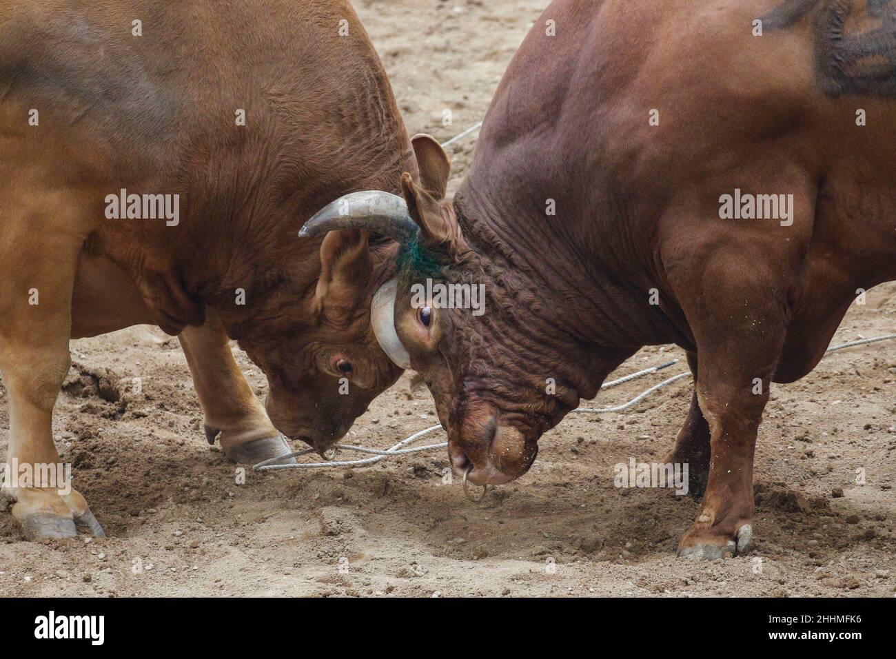May 16, 2019-Cheongdo, South Korea-Two Bulls face to face fight during ...