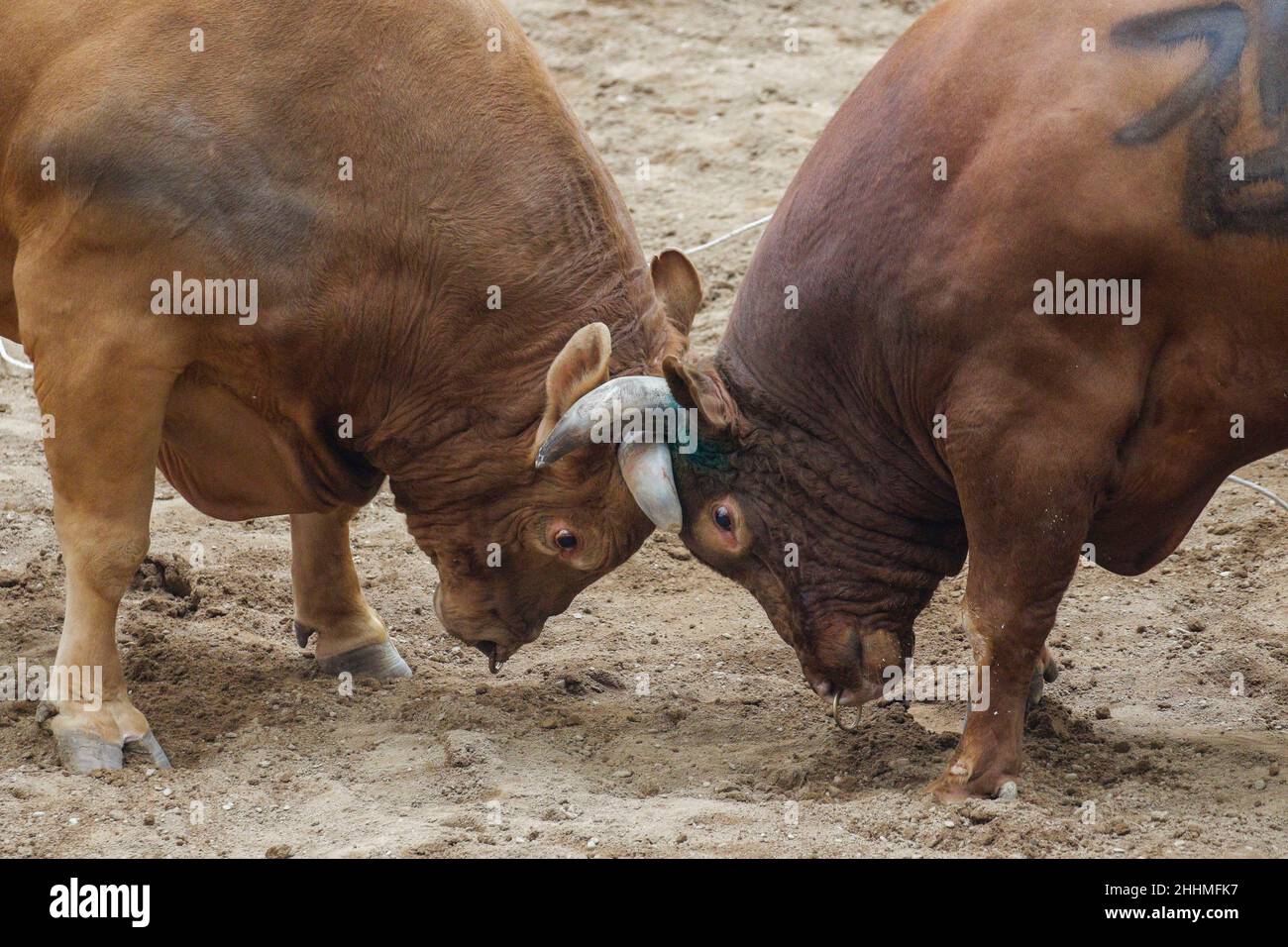 May 16, 2019-Cheongdo, South Korea-Two Bulls face to face fight during ...