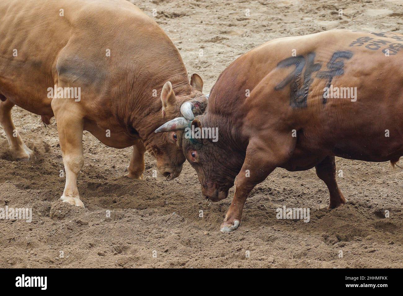 May 16, 2019-Cheongdo, South Korea-Two Bulls face to face fight during ...
