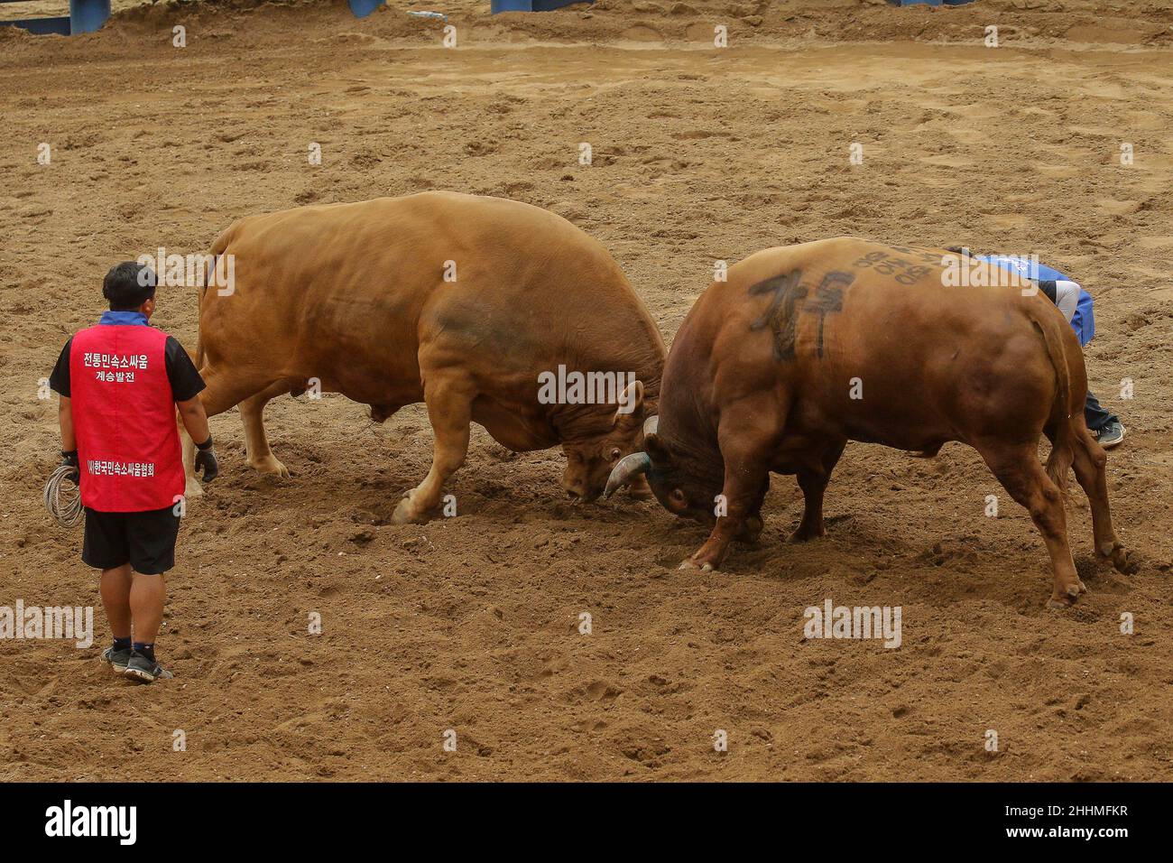 May 16, 2019-Cheongdo, South Korea-Two Bulls face to face fight during ...