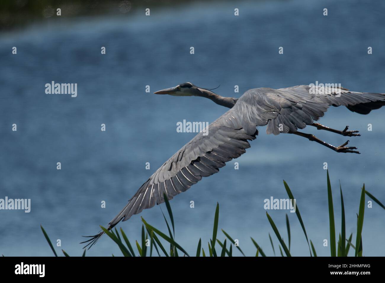 Great Blue Heron taking off over the water Stock Photo - Alamy