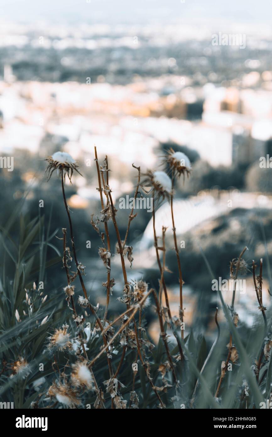 Zodiaco zodiaco hi-res stock photography and images - Alamy