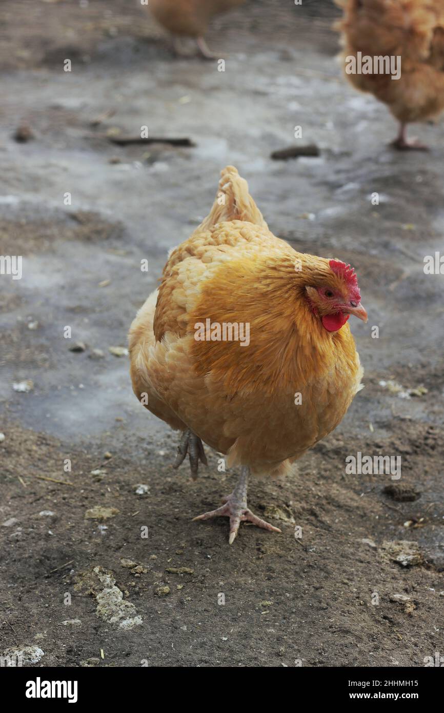 Free range brown chicken strutting around her animal enclosure Stock ...