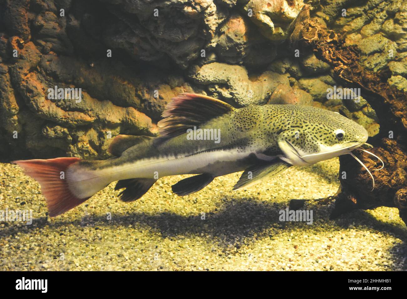 Phractocephalus hemioliopterus - grey, spotted, redtail catfish Stock ...