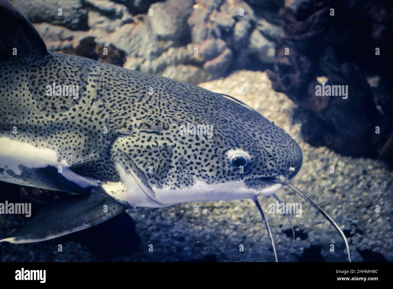 Phractocephalus hemioliopterus - grey, spotted, redtail catfish Stock ...