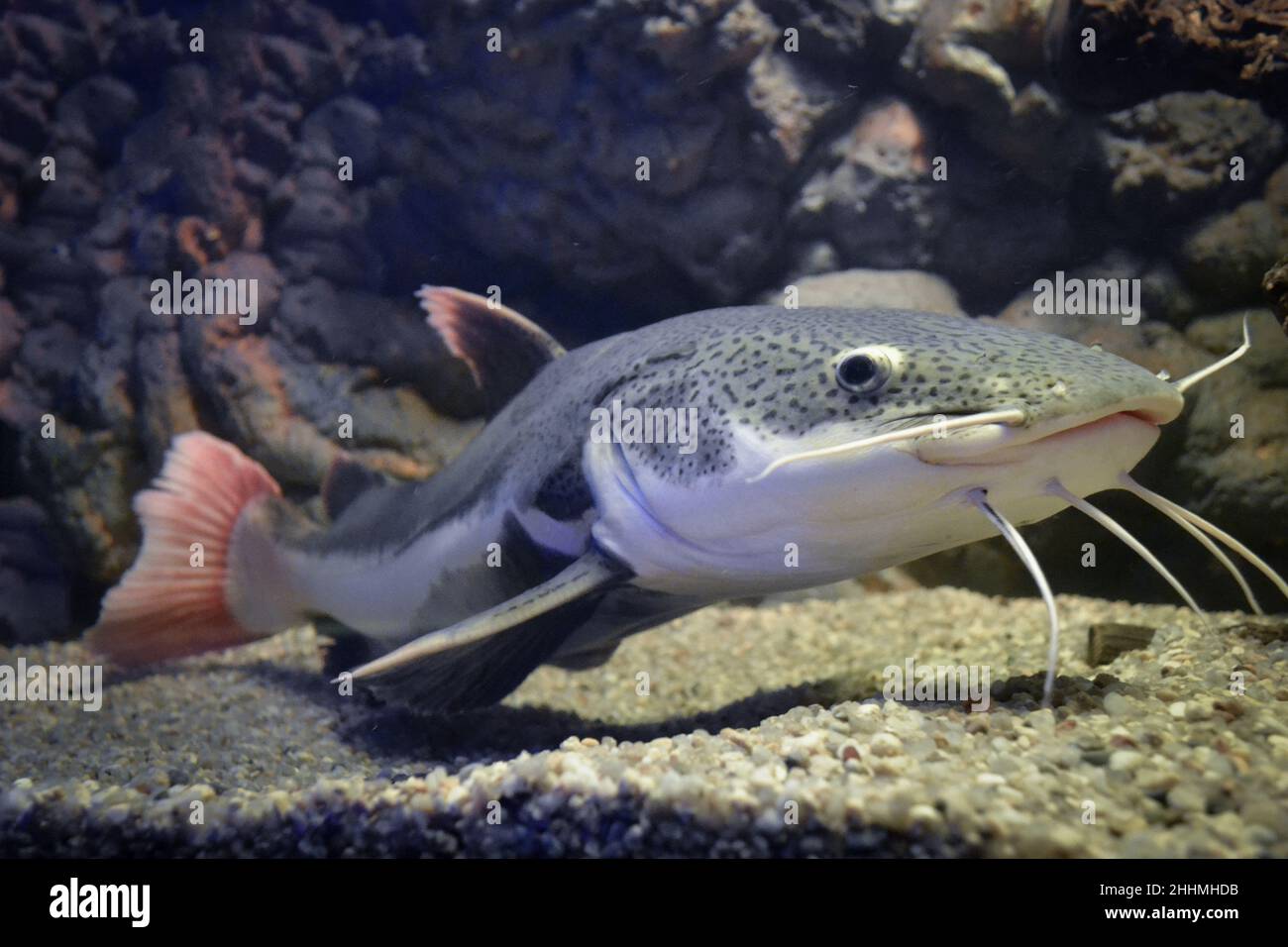 Phractocephalus hemioliopterus - grey, spotted, redtail catfish Stock ...