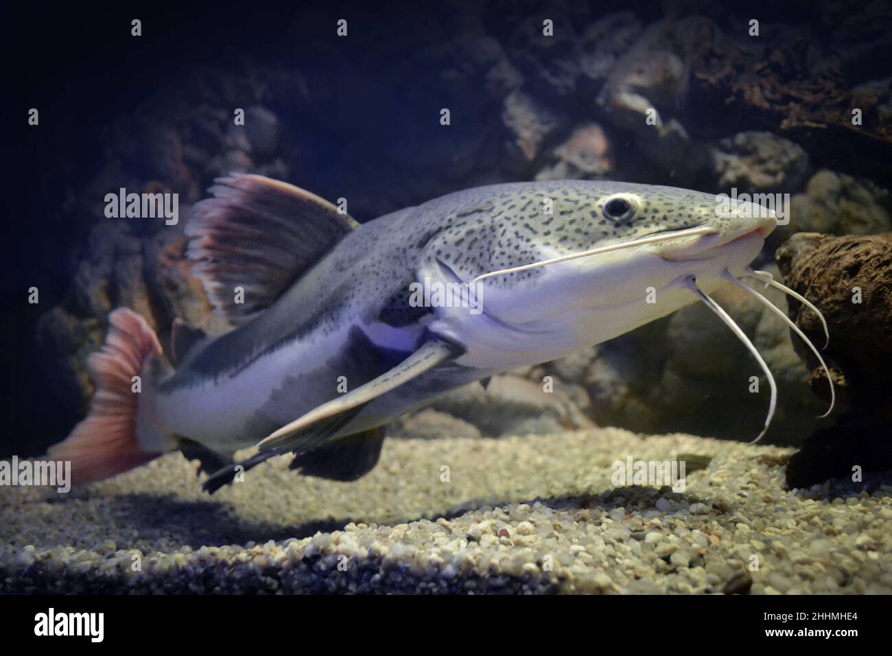 Phractocephalus hemioliopterus - grey, spotted, redtail catfish Stock ...