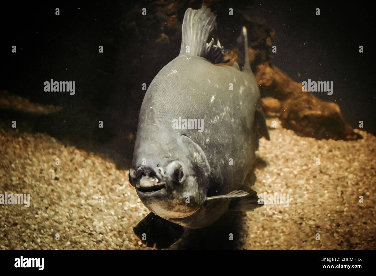 Grey Piranha - Serrasalmidae fish swimming Stock Photo - Alamy