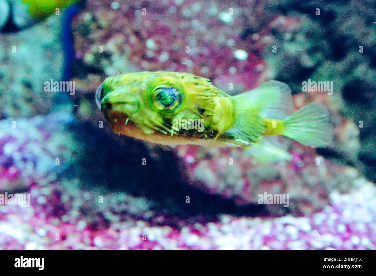 Yellow, round puffer fish swimming Stock Photo - Alamy