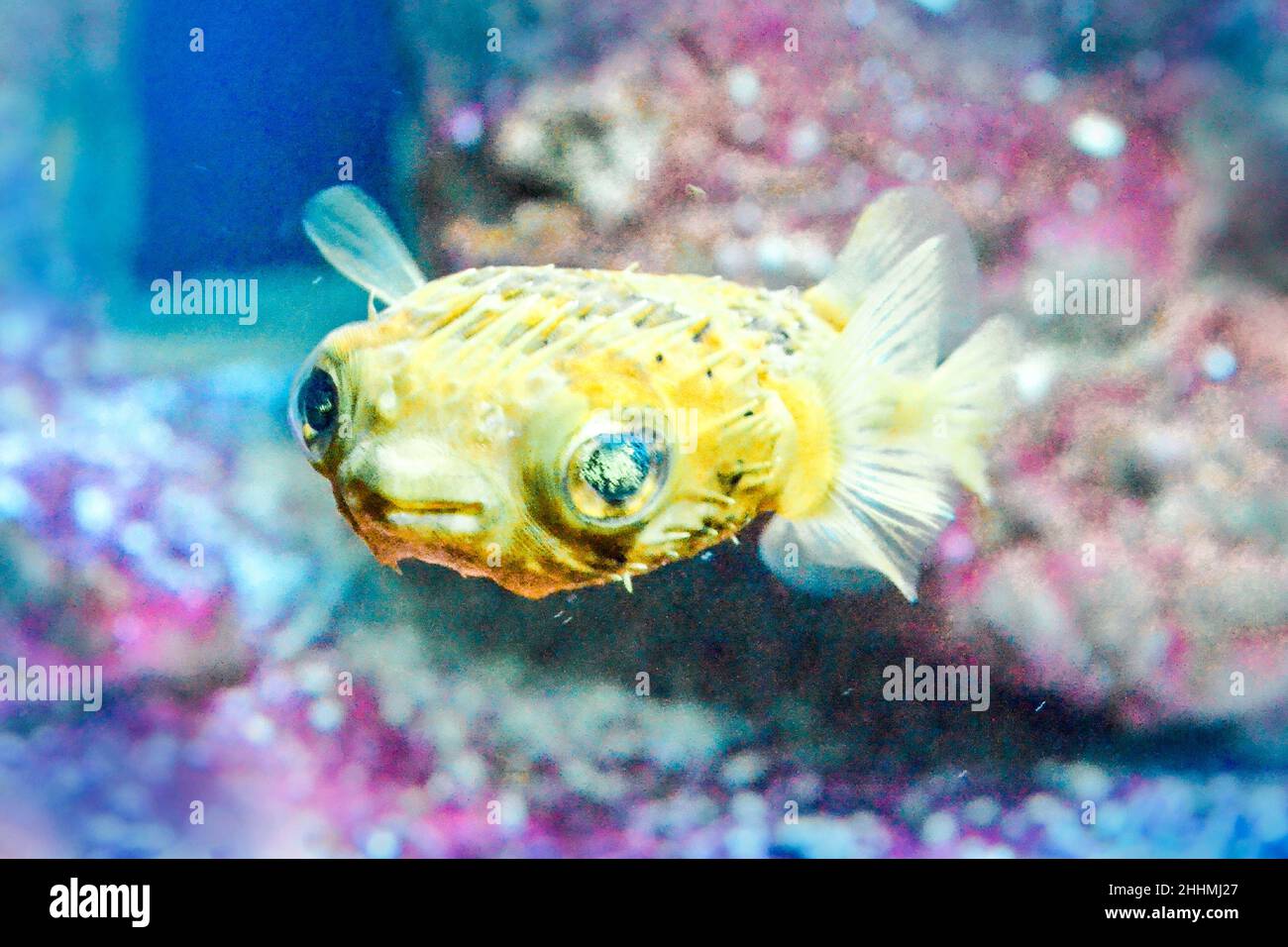 Yellow, round puffer fish swimming Stock Photo - Alamy